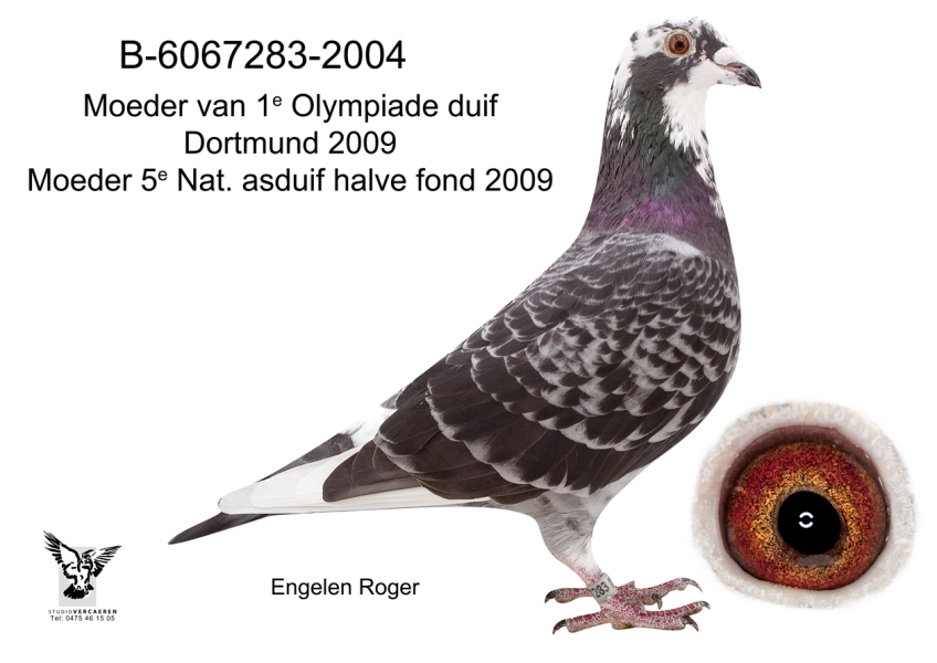 مزاد Roger Engelen 2 - منتديات الاتحاد الكويتي لسباق حمام الزاجل