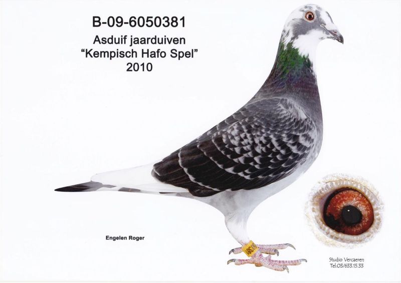 مزاد Roger Engelen - منتديات الاتحاد الكويتي لسباق حمام الزاجل