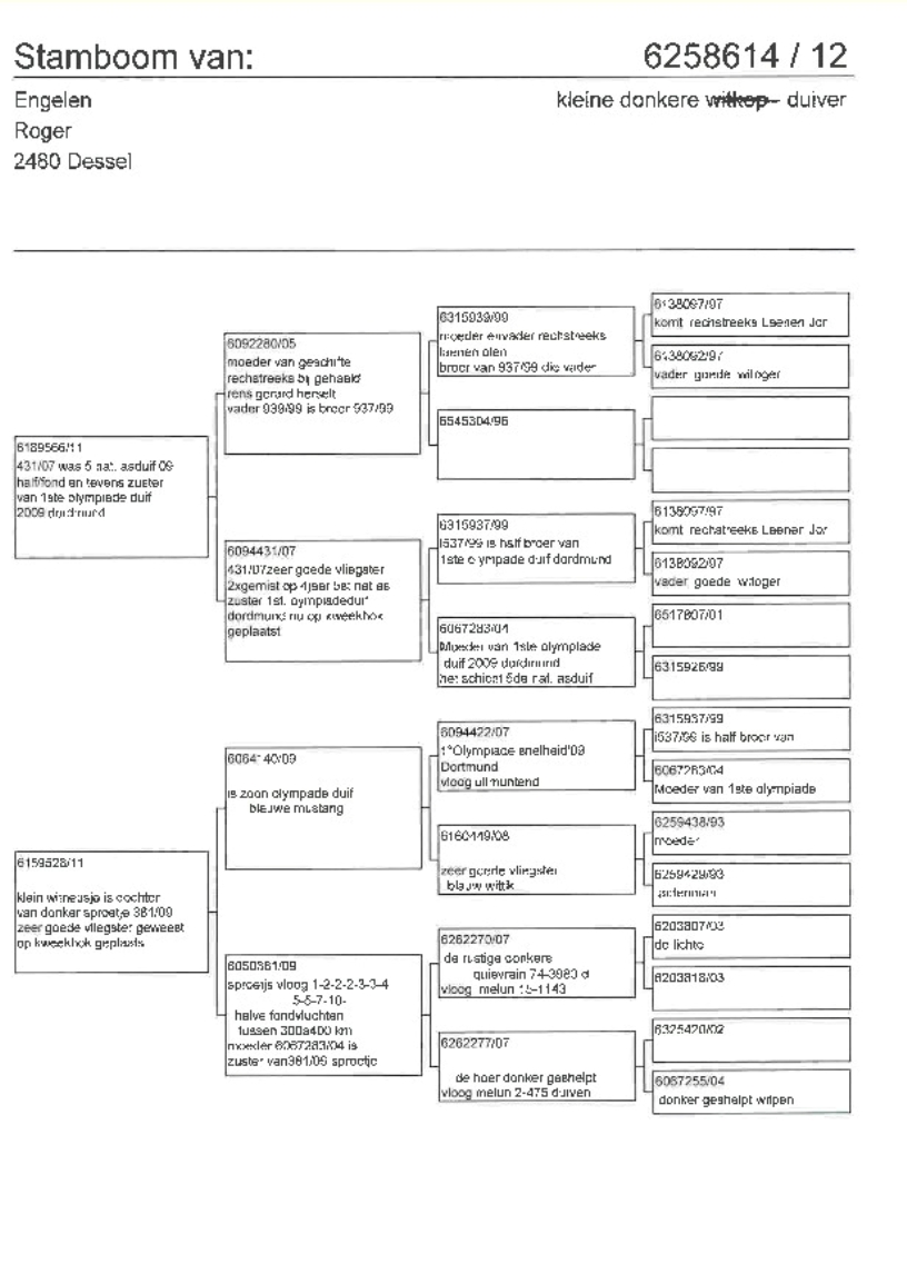 مزاد Roger Engelen 2 - منتديات الاتحاد الكويتي لسباق حمام الزاجل